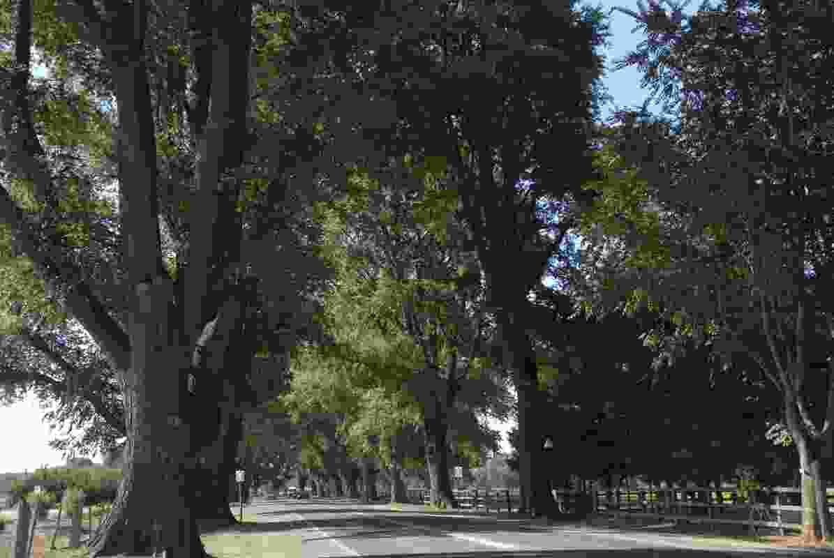 2020 Victorian Tree of the Year announced | Landscape Australia