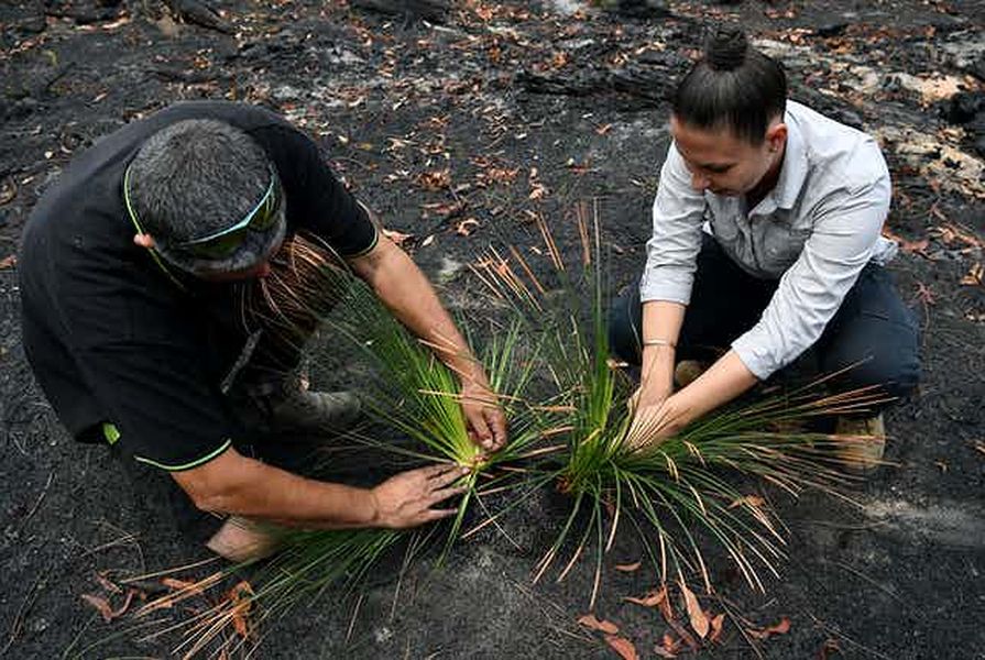 Country is an urgent call to learn from Indigenous knowledges to care ...