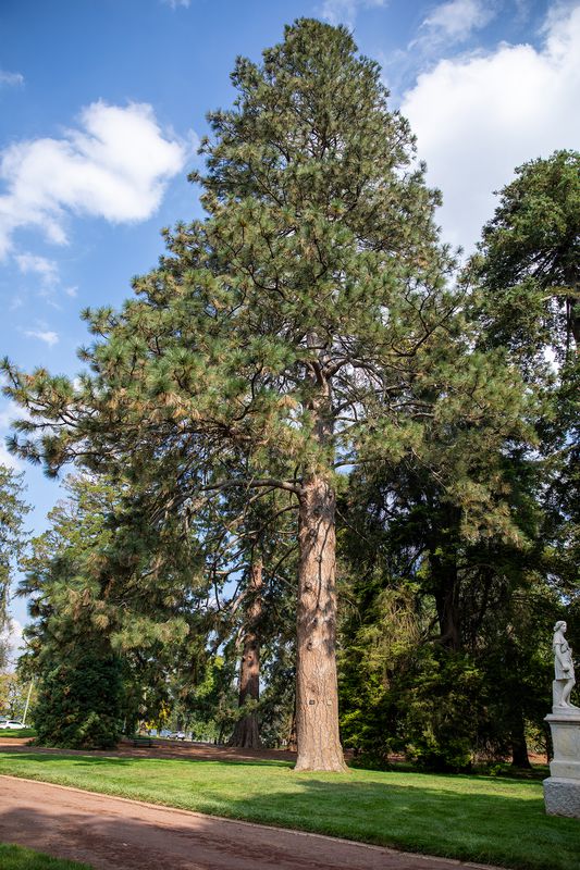 Voting opens for 2021 Victorian Tree of the Year | Landscape Australia