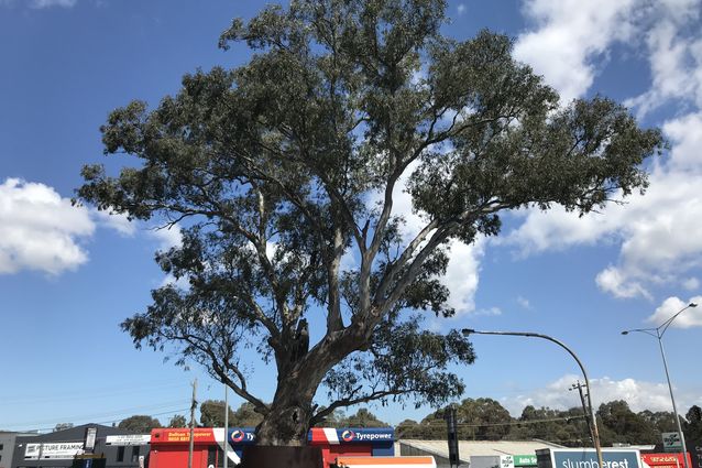 2019 Victorian Tree of the Year announced | Landscape Australia