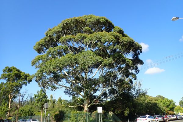 Voting opens for 2021 Victorian Tree of the Year | Landscape Australia