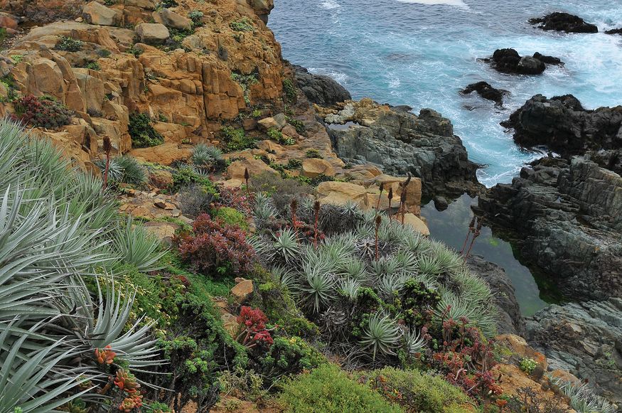 A sublime elegance: Juan Grimm | Landscape Australia