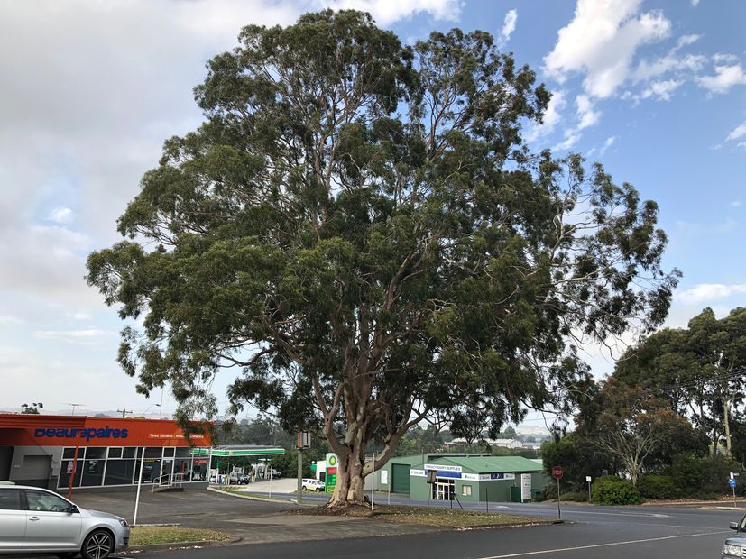 Voting opens: 2020 Victorian Tree of the Year | Landscape Australia
