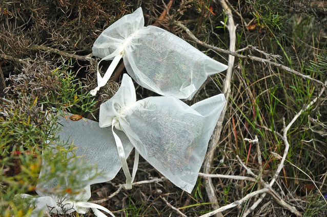 Saving seeds: Conserving our natural heritage | Landscape Australia