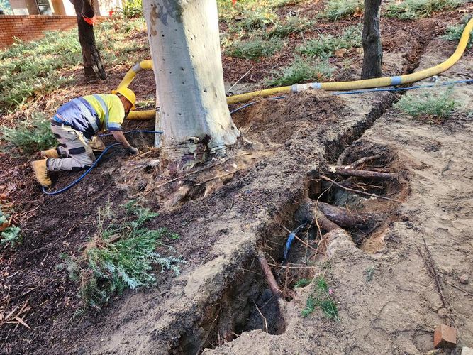 Designing with trees | Landscape Australia