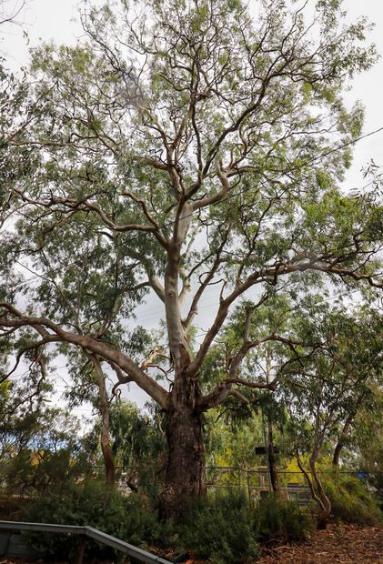 Voting opens for 2021 Victorian Tree of the Year | Landscape Australia