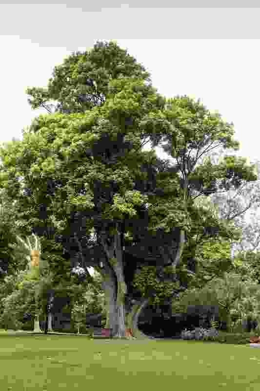 Voting opens for 2021 Victorian Tree of the Year | Landscape Australia