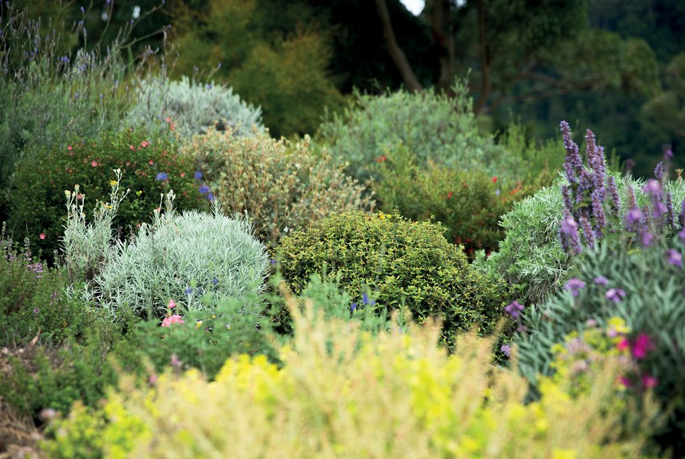 Scented Surprises: Plants for memorable sensory experiences | Landscape ...