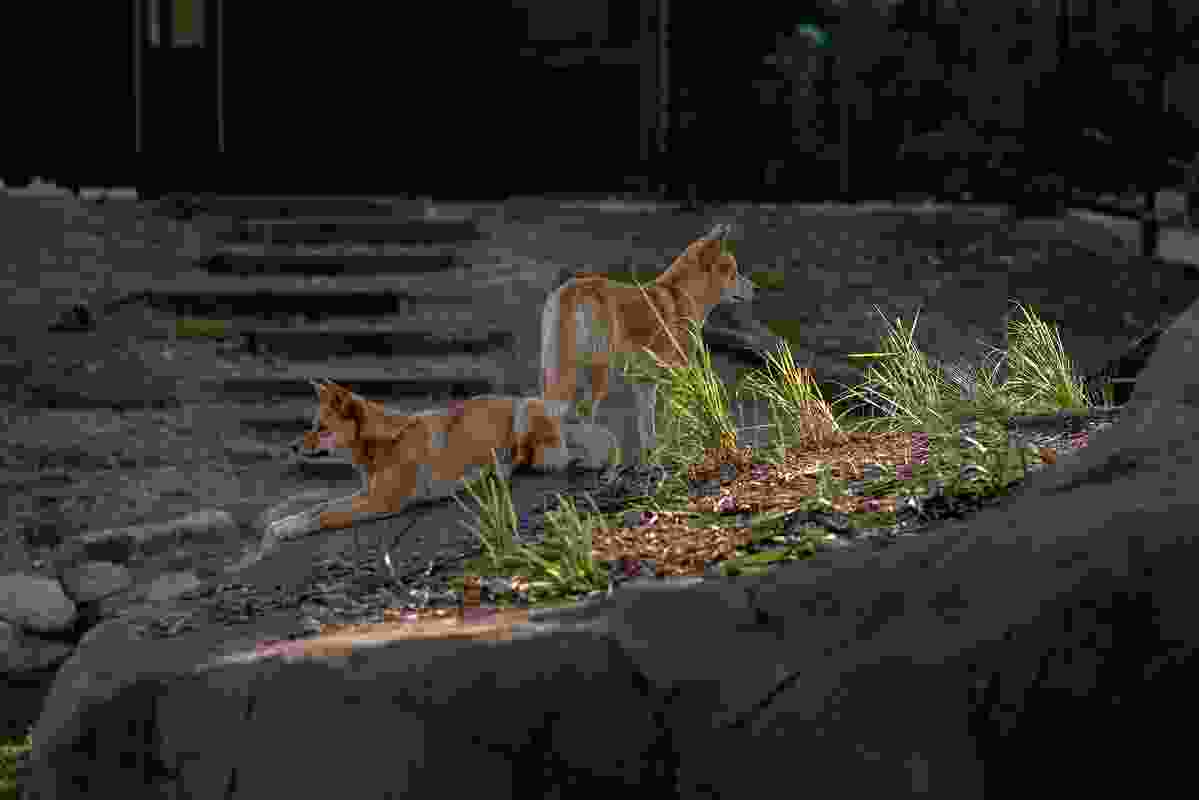 Taronga Nura Diya Experience by lahznimmo architects | ArchitectureAu