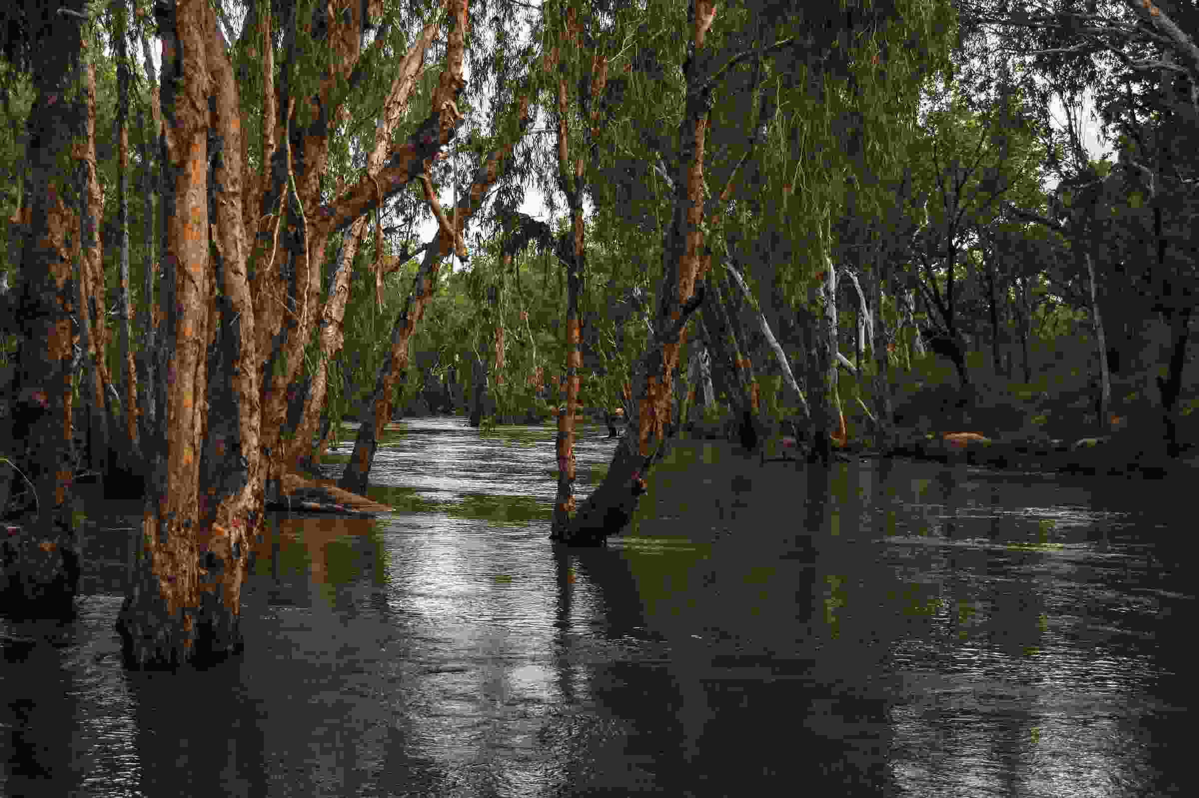 Hearing and feeling Martuwarra Fitzroy River Country | Landscape Australia