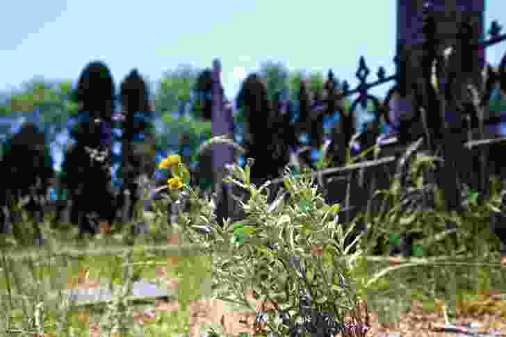 Designing for renewal in a landscape of death | Landscape Australia